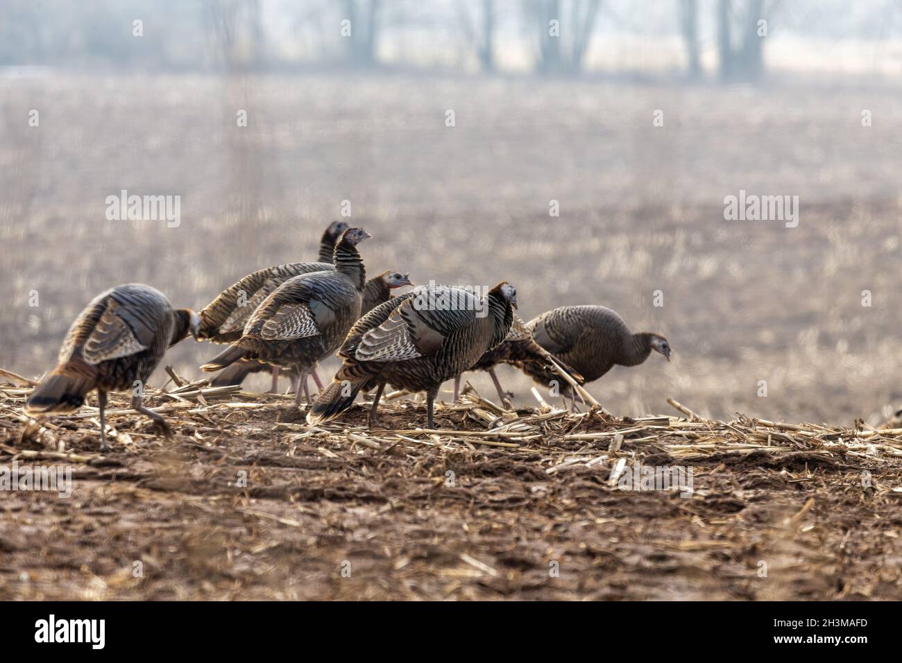 Wild turkey on the field Stock Photo - Alamy