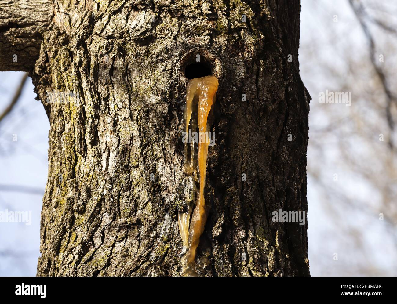 Frozen maple juice flowing in spring from a tree hollow Stock Photo - Alamy