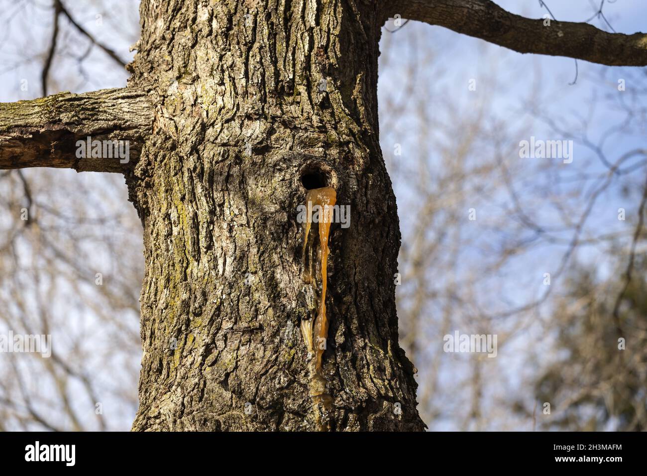 Frozen maple juice flowing in spring from a tree hollow Stock Photo - Alamy
