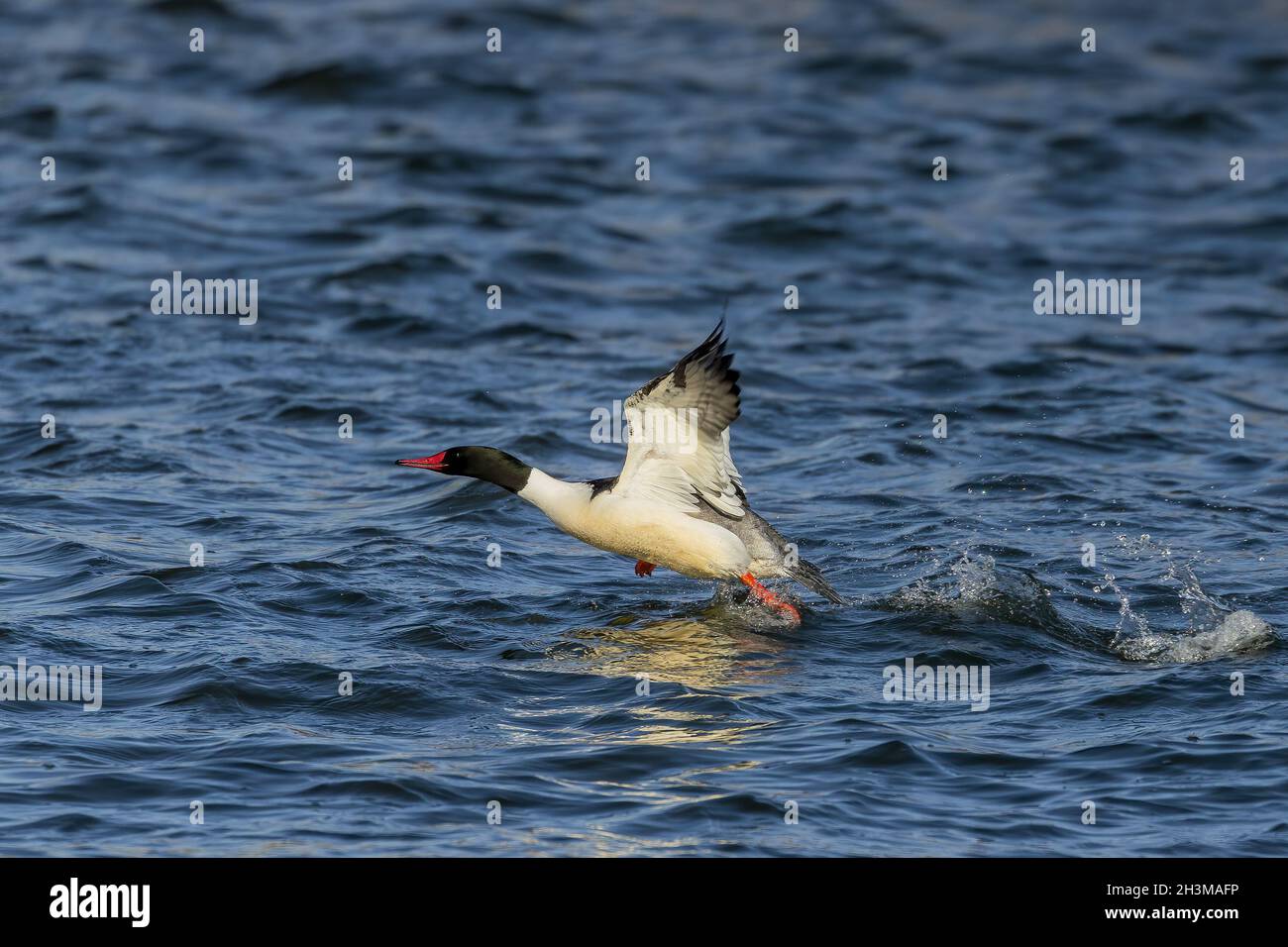 Common merganser in flight Stock Photo - Alamy