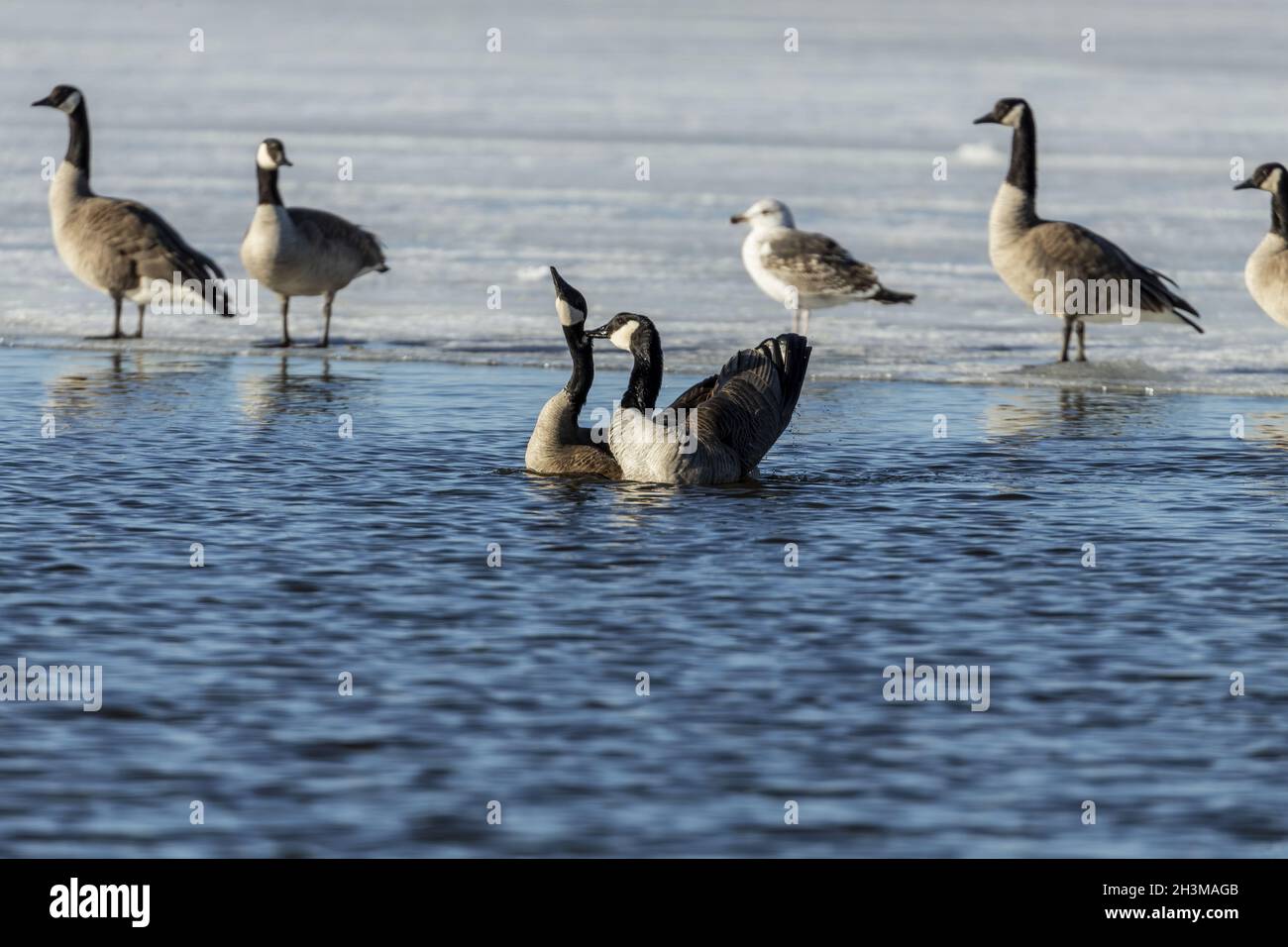 Native canadian feathers hi-res stock photography and images - Alamy