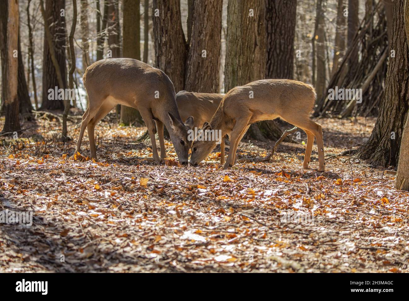 White-tailed deer in spring forest Stock Photo - Alamy