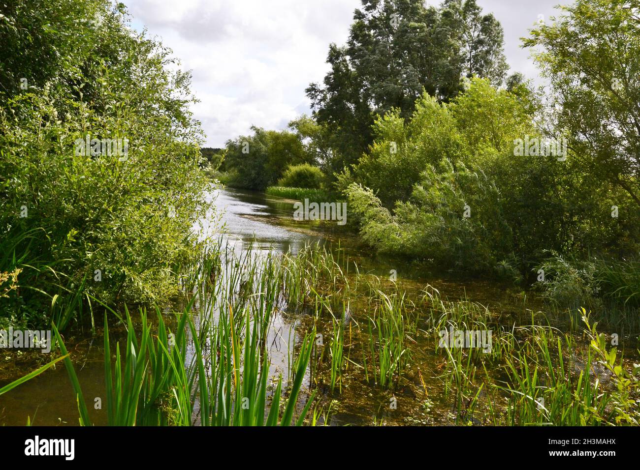 Alton Water, Suffolk, UK Stock Photo - Alamy
