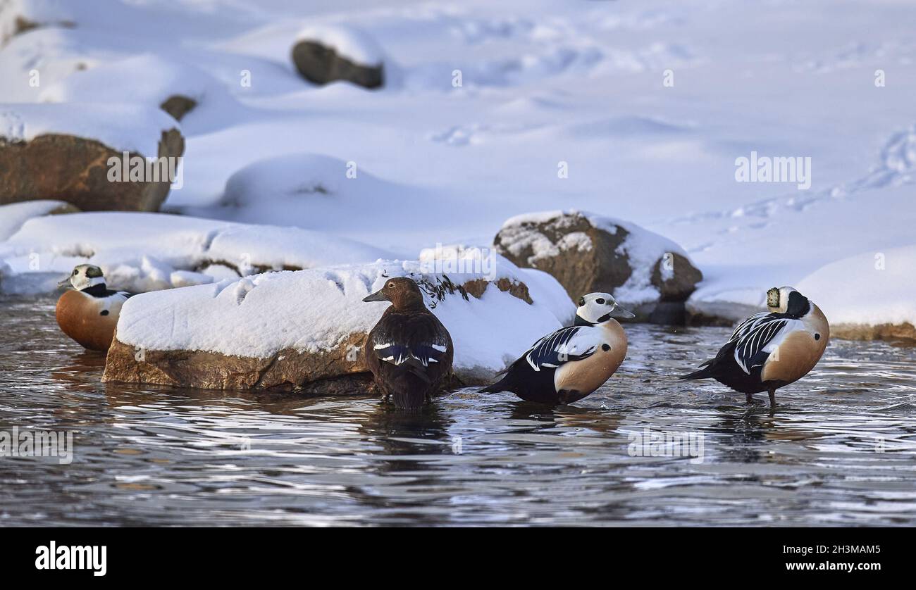 Pinto duck hi-res stock photography and images - Alamy