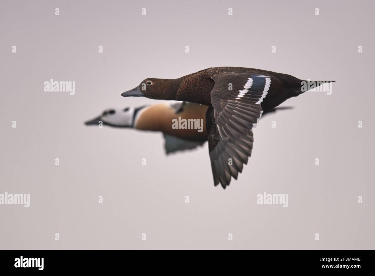 Pinto duck hi-res stock photography and images - Alamy