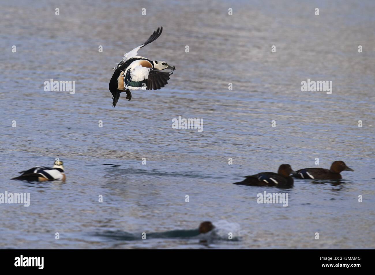 Pinto duck hi-res stock photography and images - Alamy