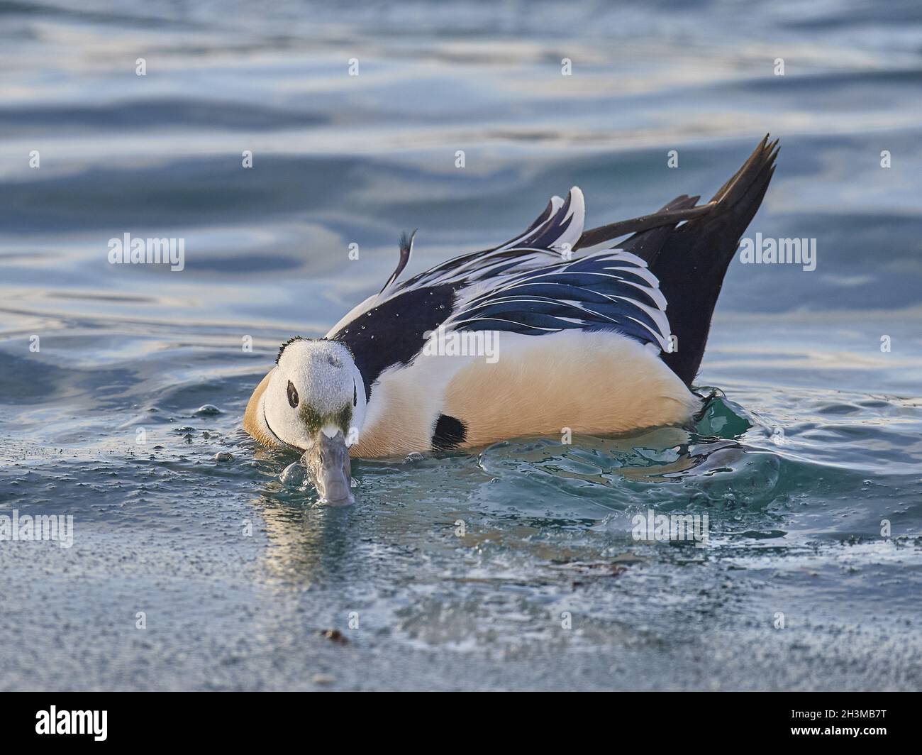 Pinto duck hi-res stock photography and images - Alamy