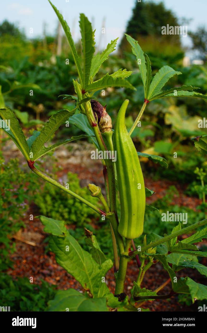 An okra plant with a pod Stock Photo - Alamy