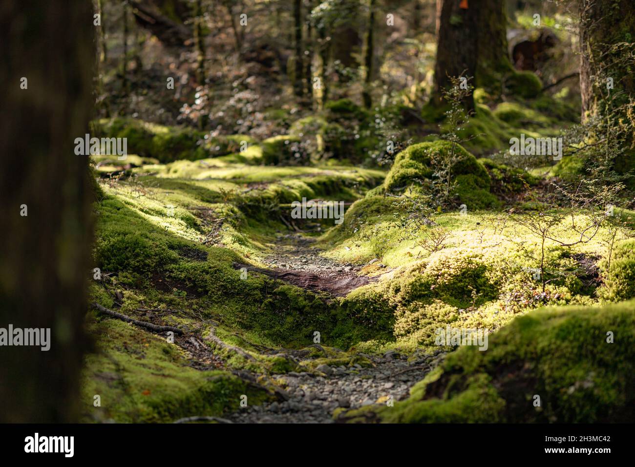 Untouched native forest with unique vegetation. Fiordland, South Island ...