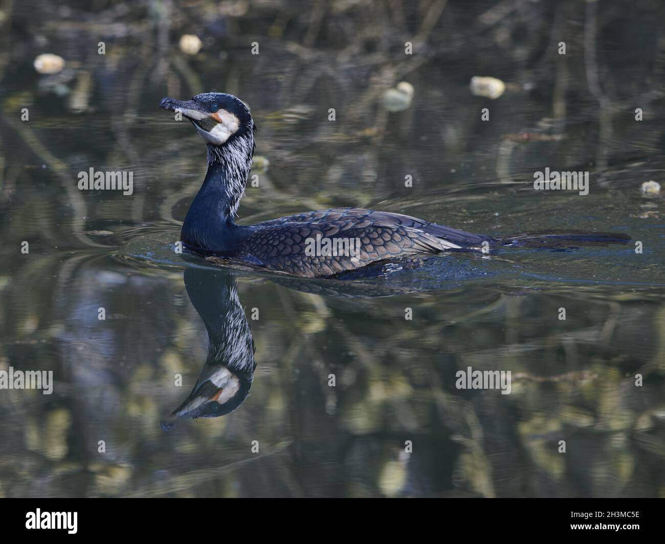 Kormoran sea raven cormorant hi-res stock photography and images - Alamy