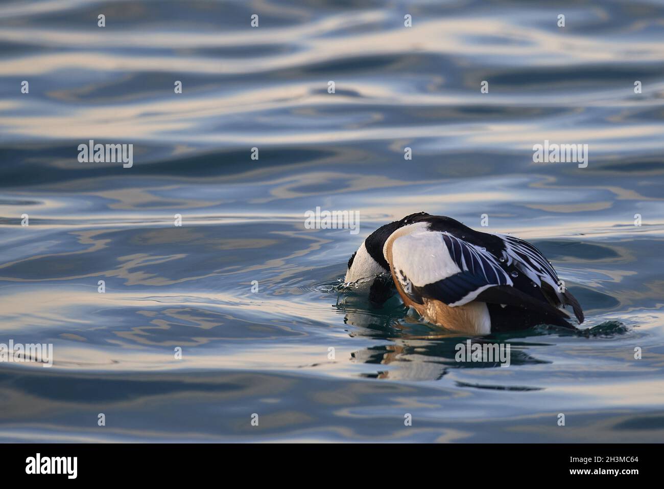 Pinto duck hi-res stock photography and images - Alamy