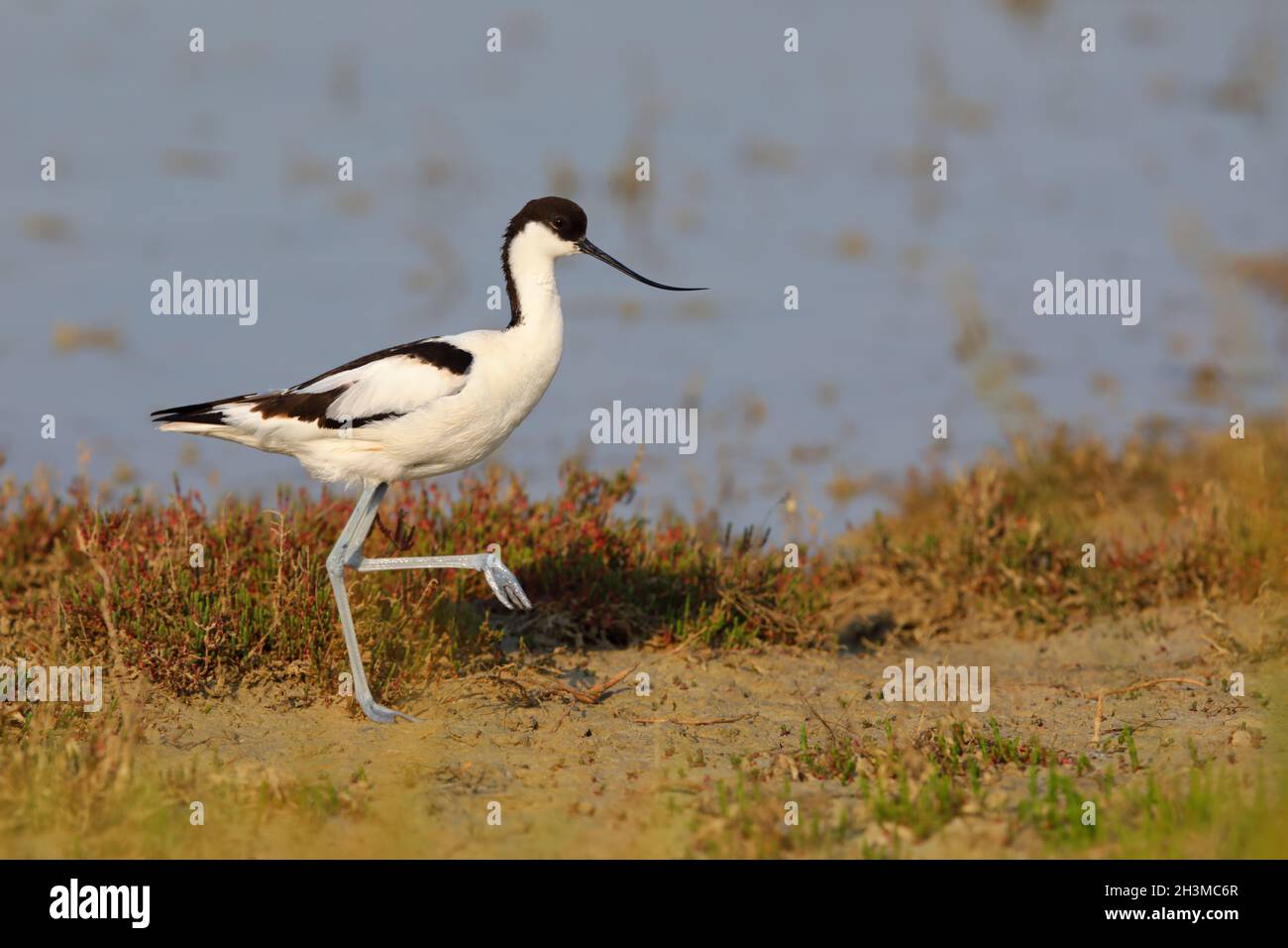 Avocet chick in nest hi-res stock photography and images - Alamy
