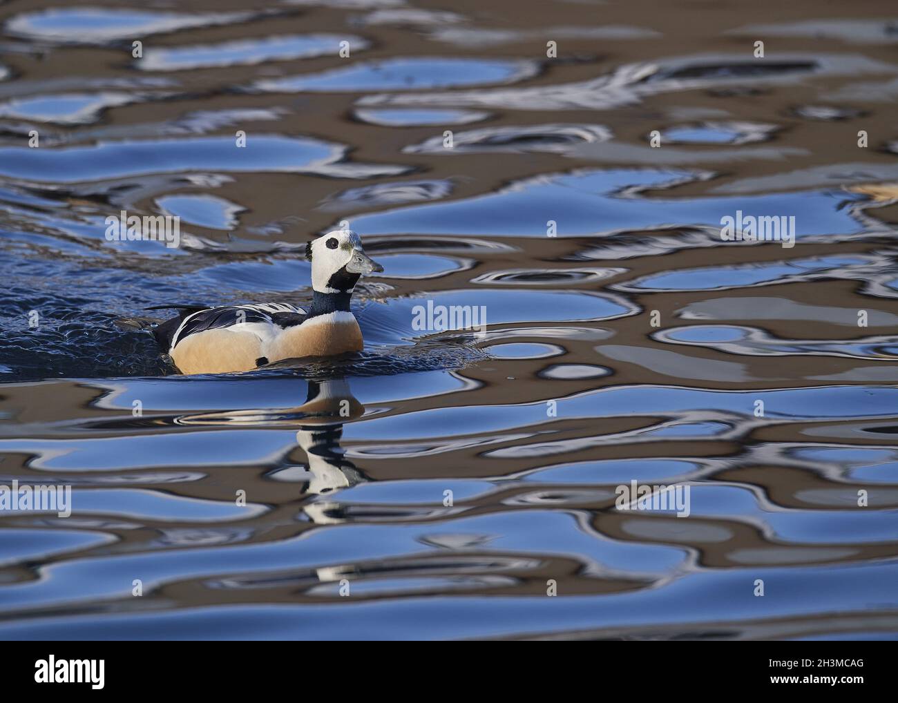 Pinto duck hi-res stock photography and images - Alamy