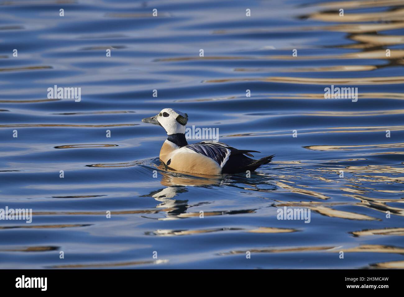 Pinto duck hi-res stock photography and images - Alamy