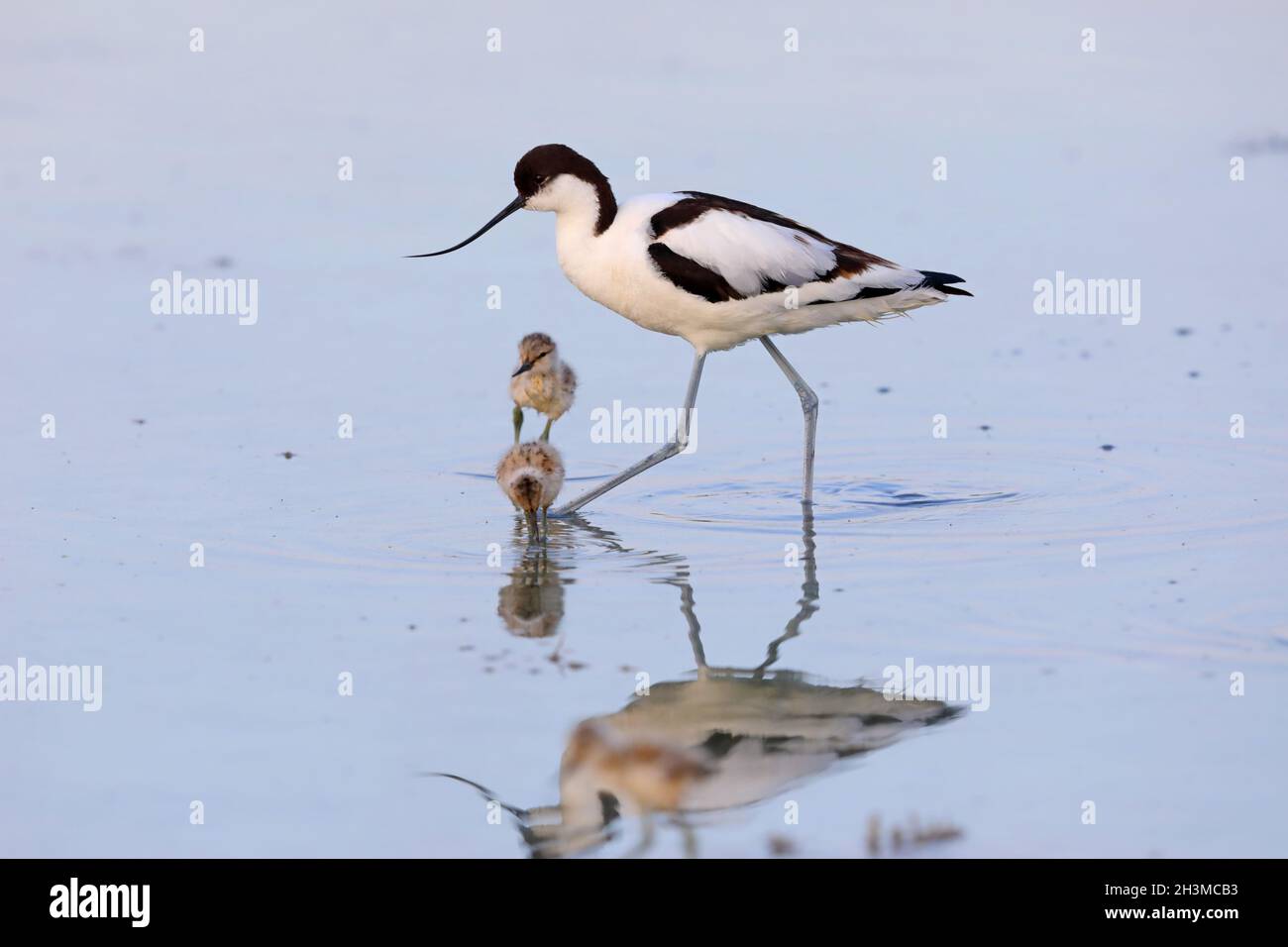 An adult Avocet / Pied Avcoet / Eurasian Avocet (Recurvirostra avosetta ...