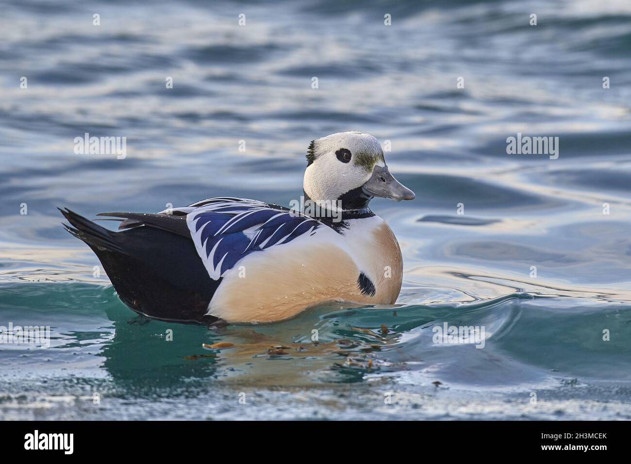 Pinto duck hi-res stock photography and images - Alamy