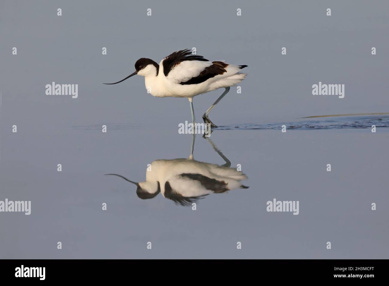 An adult Avocet / Pied Avocet / Eurasian Avocet (Recurvirostra avosetta ...