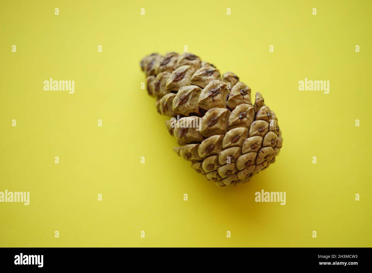 one pine cone on a vivid yellow paper table Stock Photo - Alamy