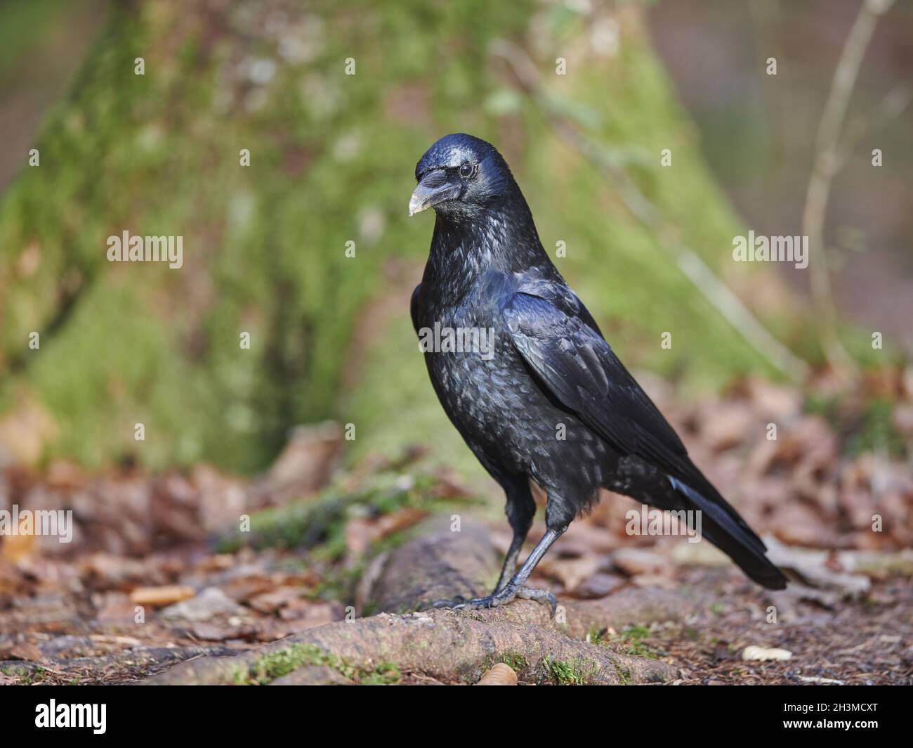 Crow europe hi-res stock photography and images - Alamy