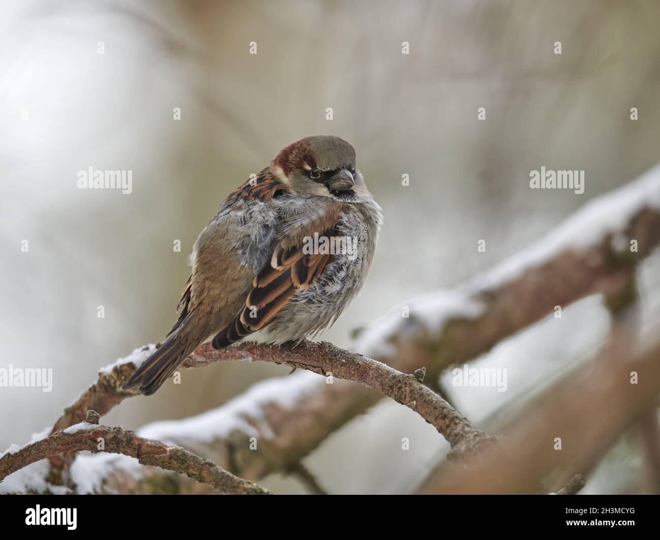 European sparrows hi-res stock photography and images - Alamy