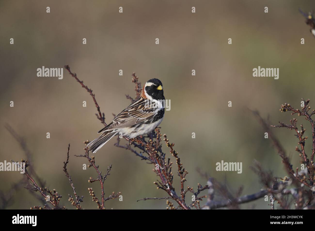 Lapland birds hi-res stock photography and images - Alamy