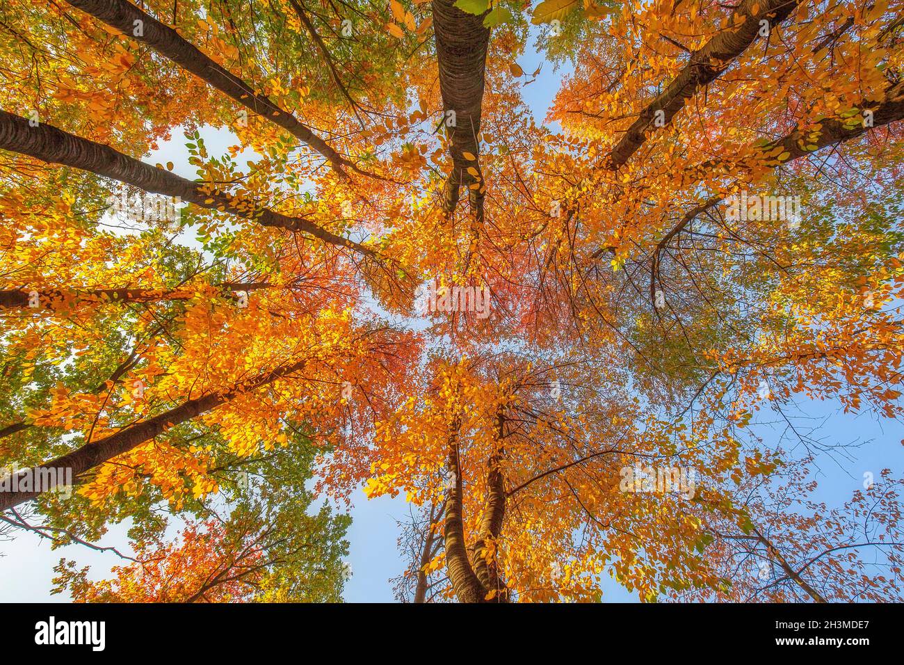 View to the sky through branches of trees, fall season outdoor ...
