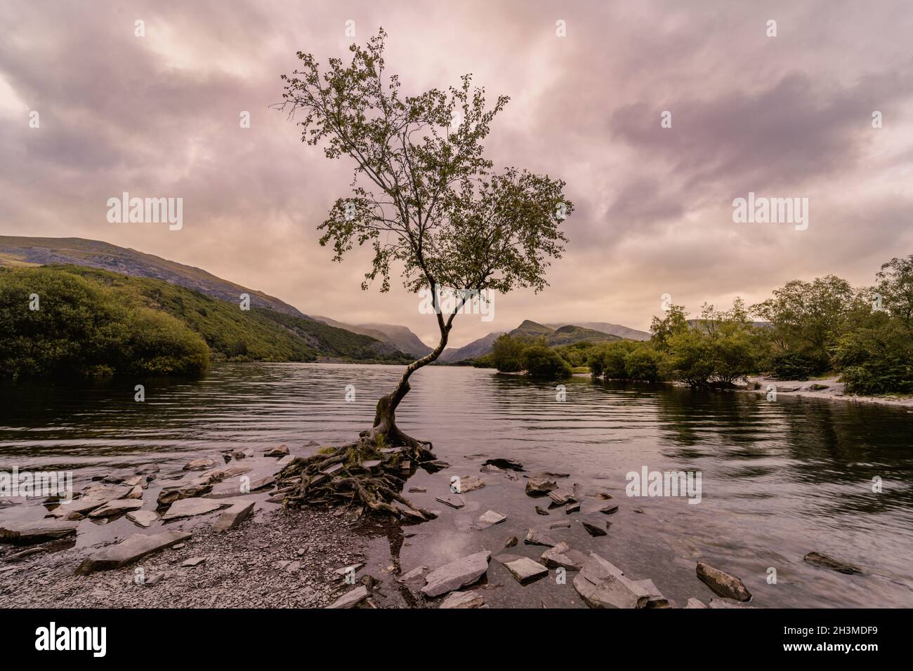 The lone tree at Llanberis, Wales on Llyn Padarn Stock Photo - Alamy