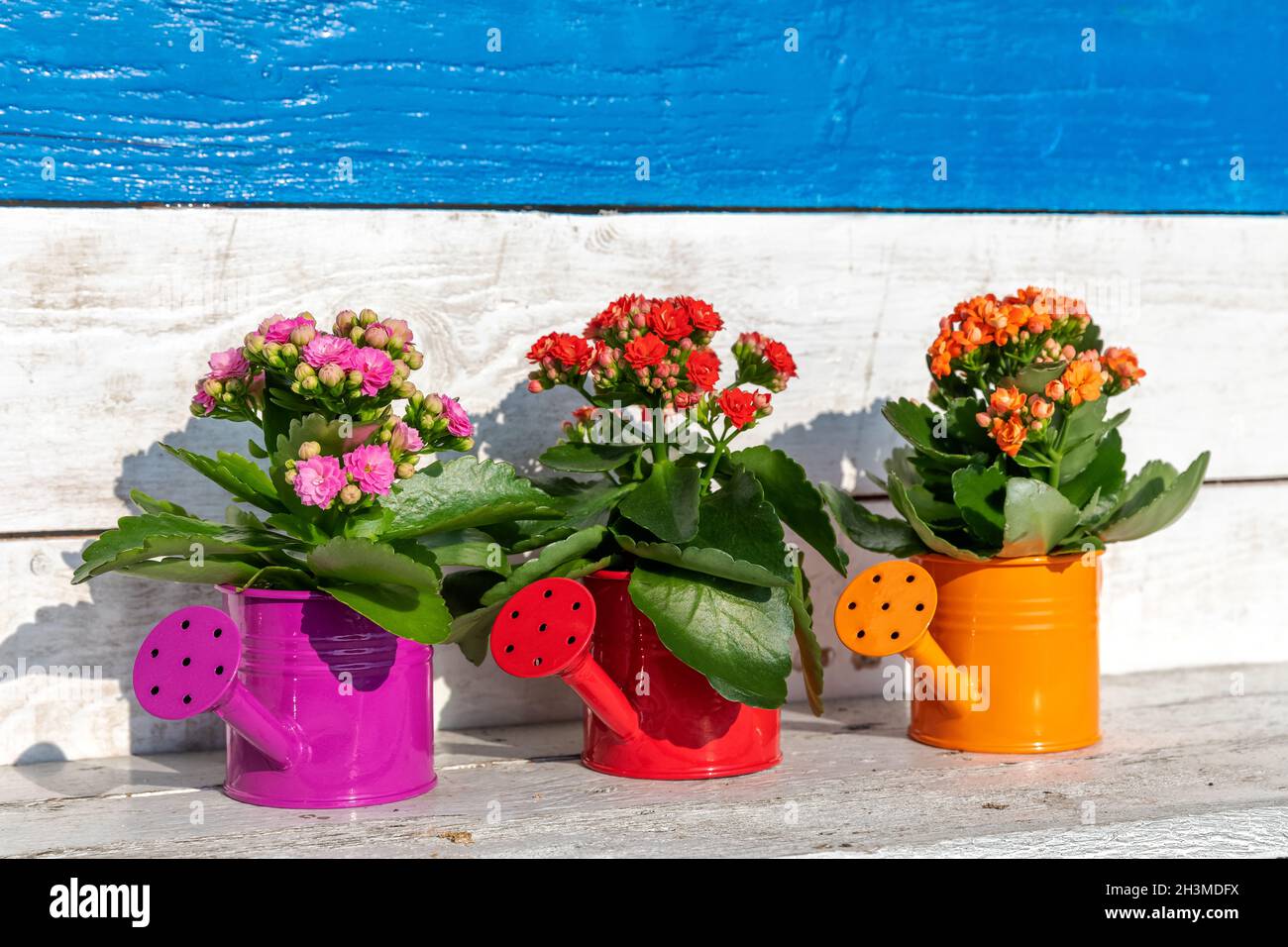 Watering cans with spring flowers Stock Photo - Alamy