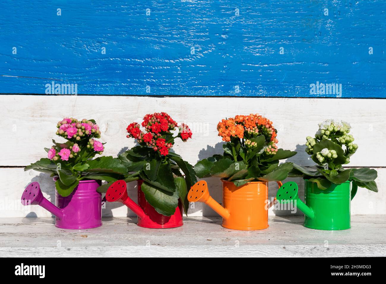 Watering cans with spring flowers Stock Photo - Alamy