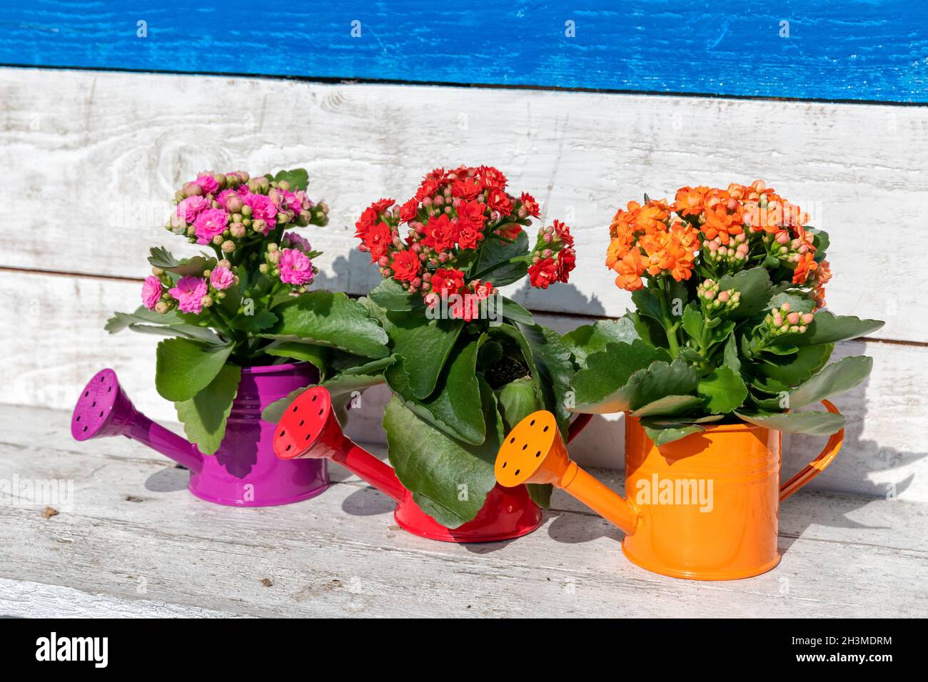 Watering cans with spring flowers Stock Photo - Alamy