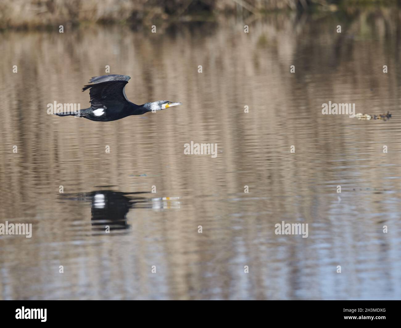 Kormoran sea raven cormorant hi-res stock photography and images - Alamy