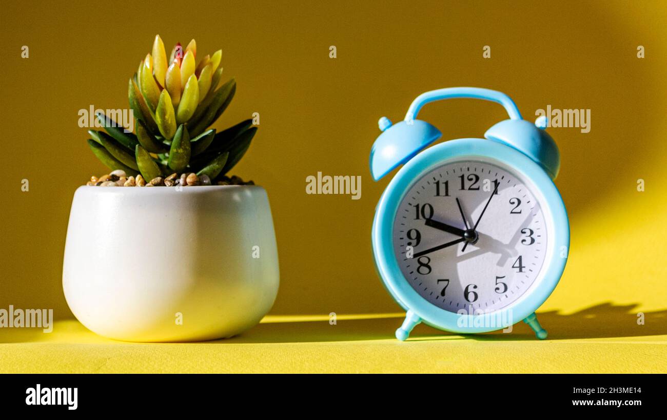 alarm clock with cactus on yellow background. Minimal concept Stock ...