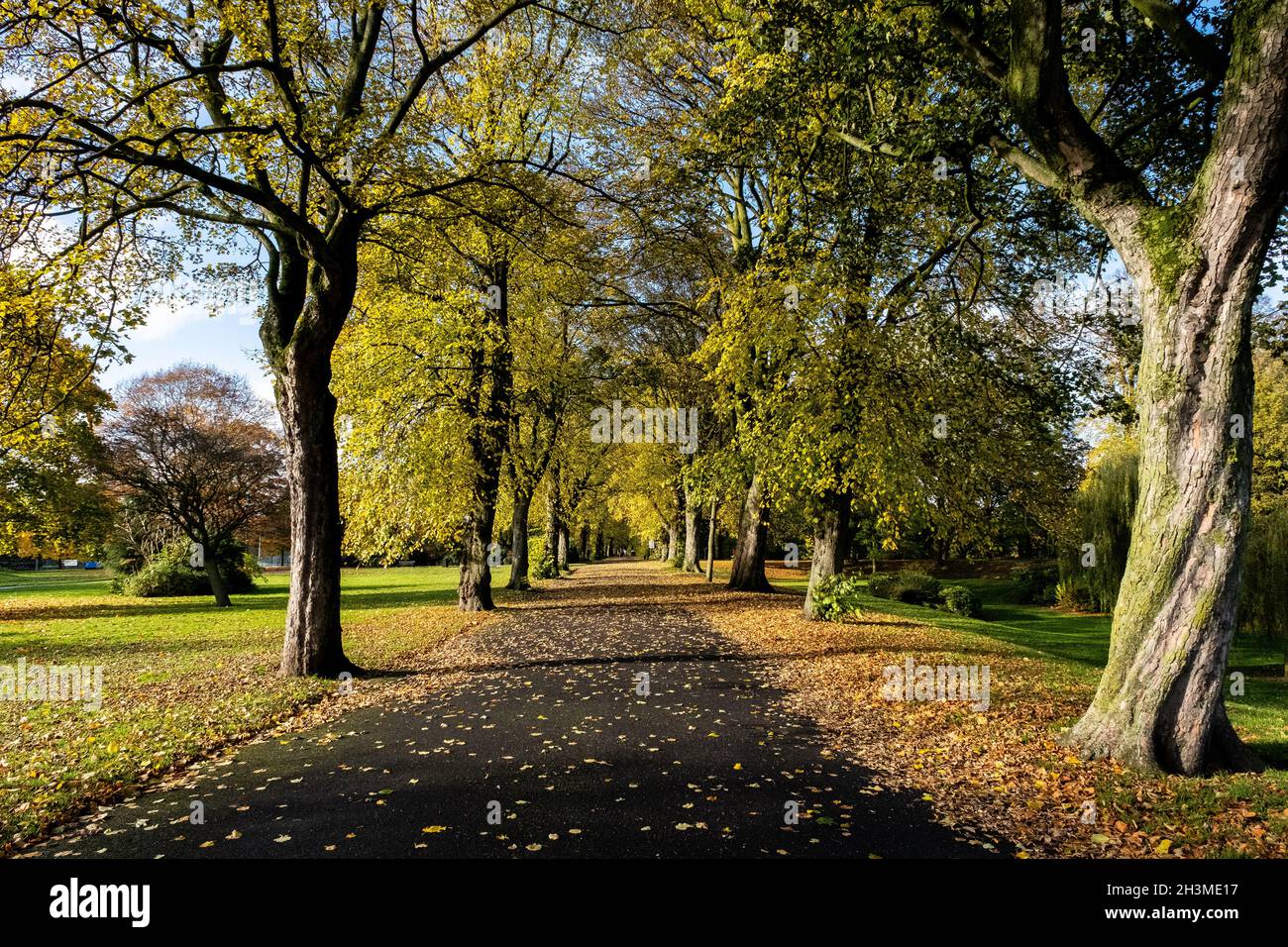 Autumnal view in Carlisle in Bitts Park with soft light through trees ...