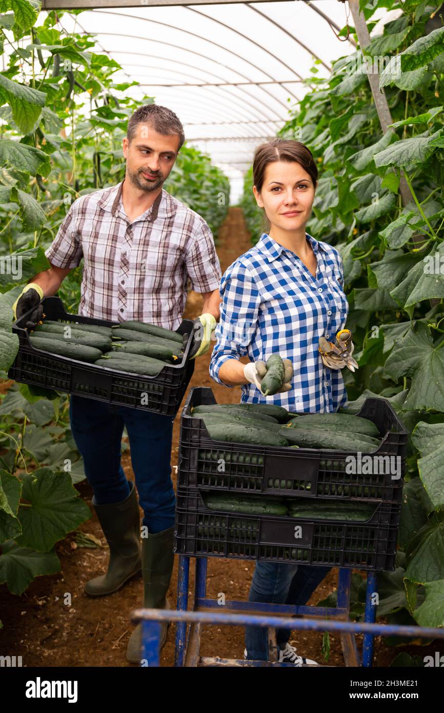 Male and female farm workers picking crop of cucumbers in glasshouse ...