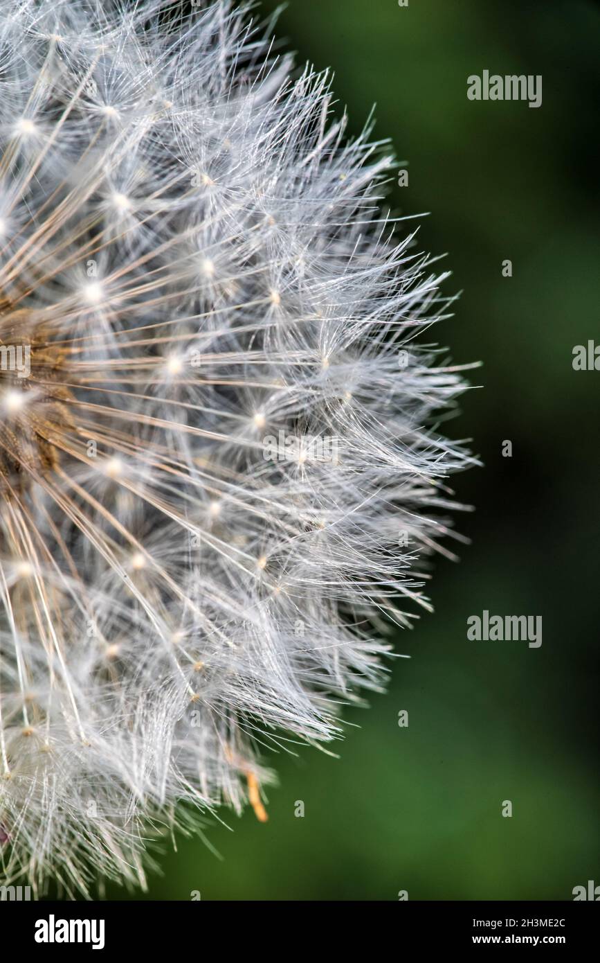 Dandelion in the garden hi-res stock photography and images - Alamy