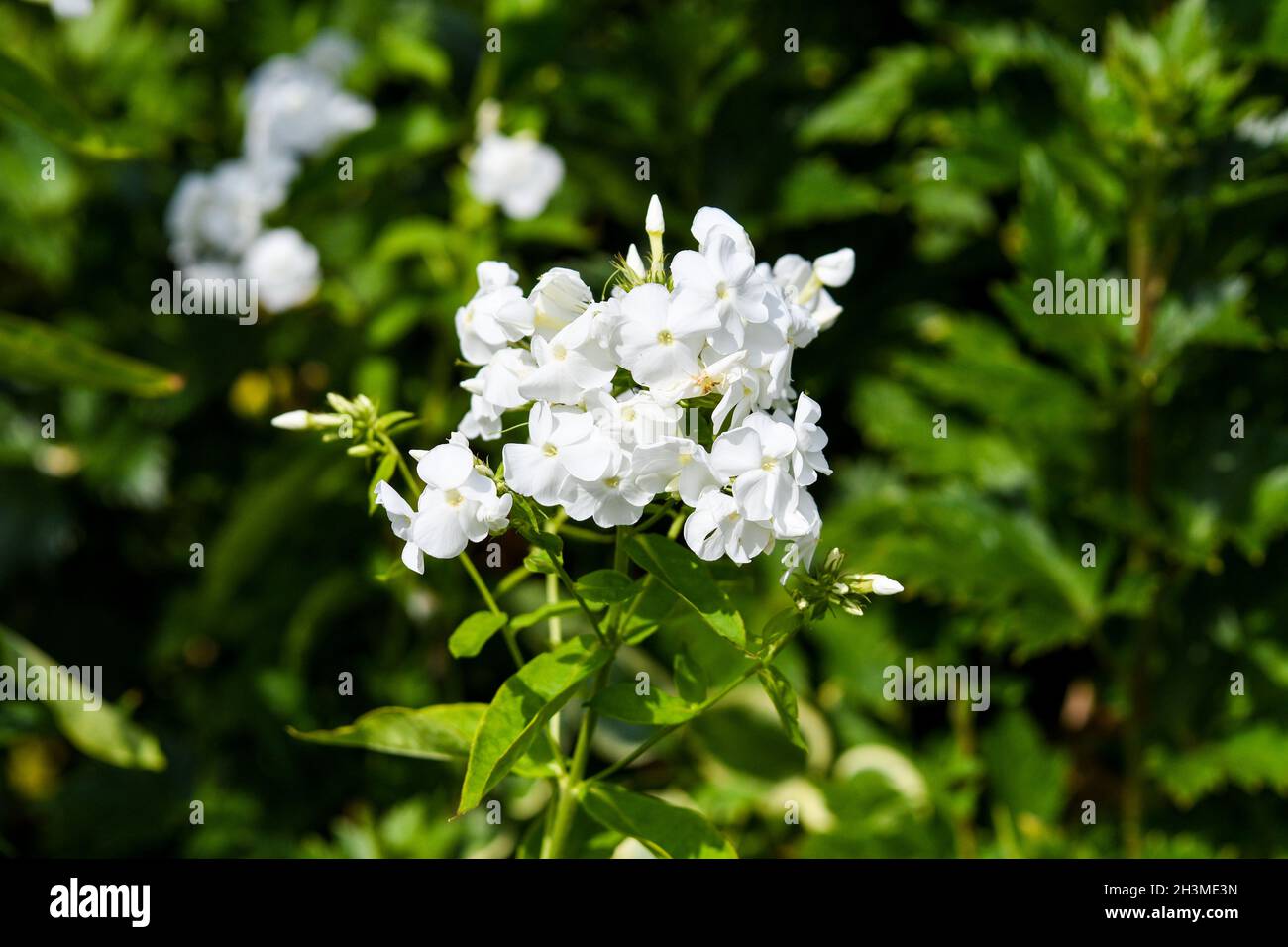 white phlox flowers Stock Photo - Alamy