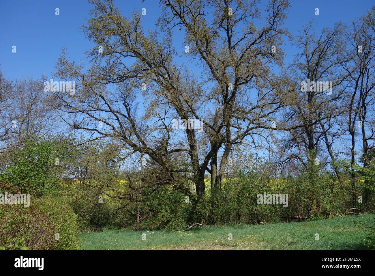 German oak tree hi-res stock photography and images - Alamy