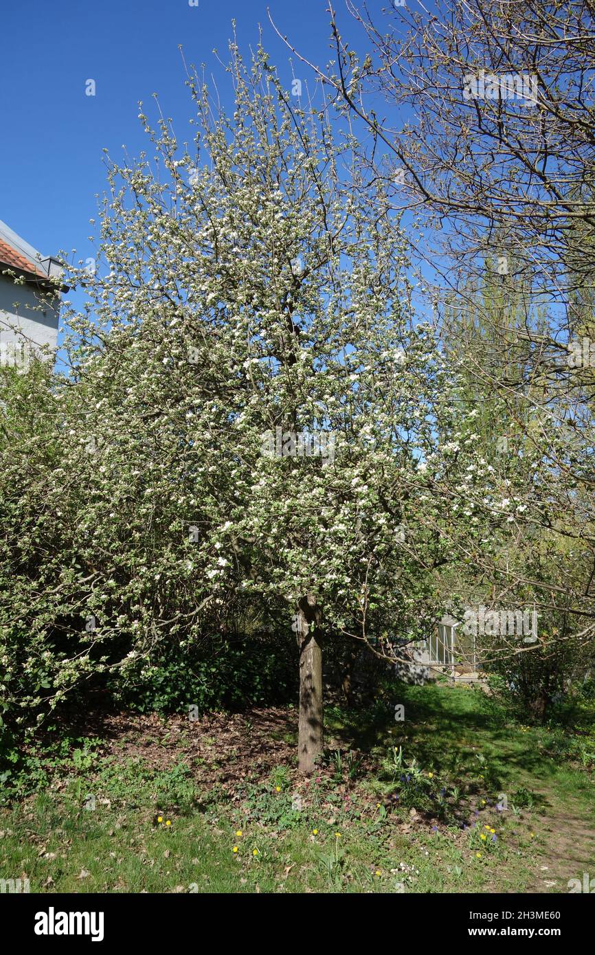 Ontario apples hi-res stock photography and images - Alamy