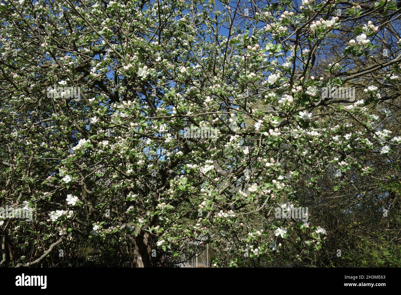 Ontario apples hi-res stock photography and images - Alamy