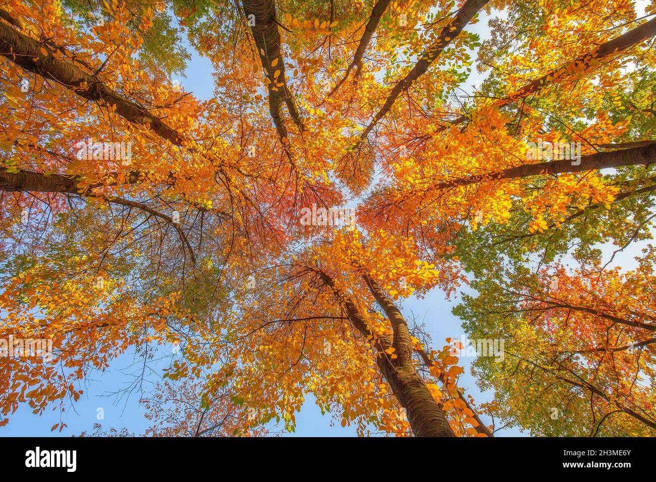View to the sky through branches of trees, fall season outdoor ...