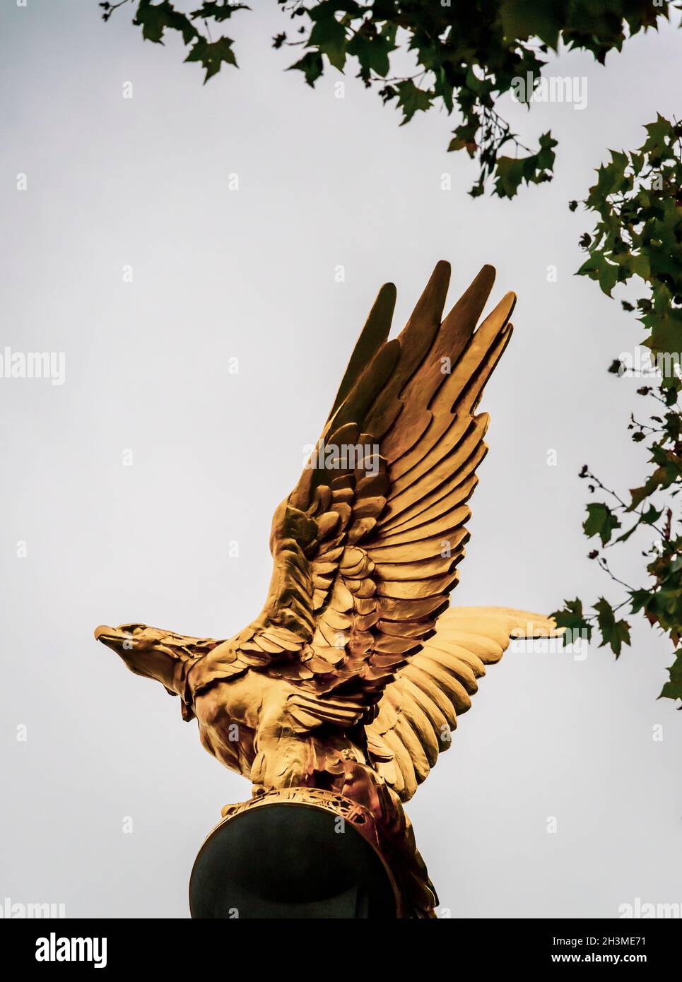 Golden eagle, London Stock Photo - Alamy