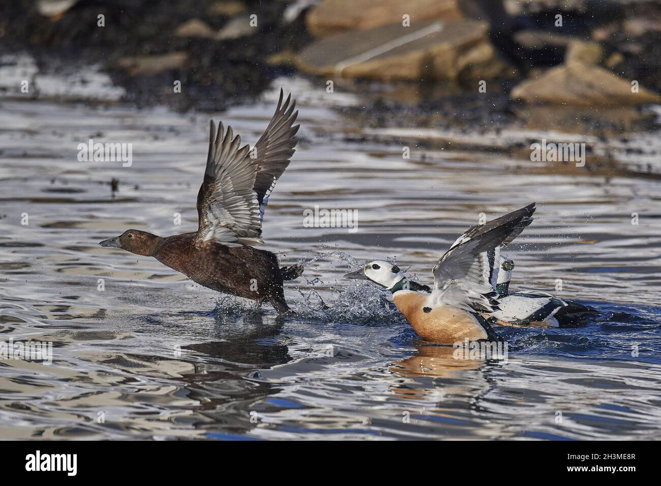 Pinto duck hi-res stock photography and images - Alamy
