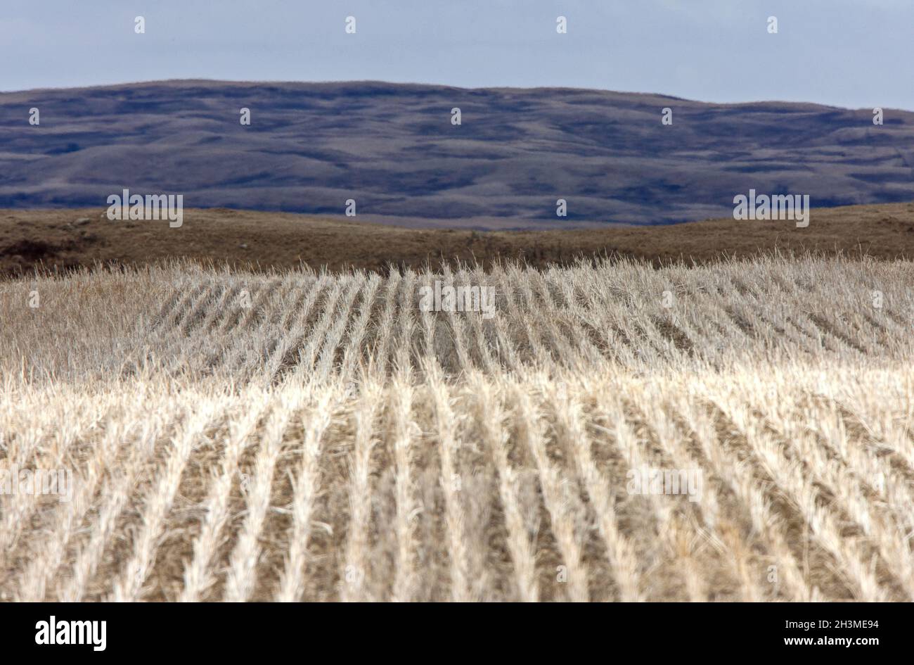 Prairie grassland saskatchewan prairie hi-res stock photography and ...