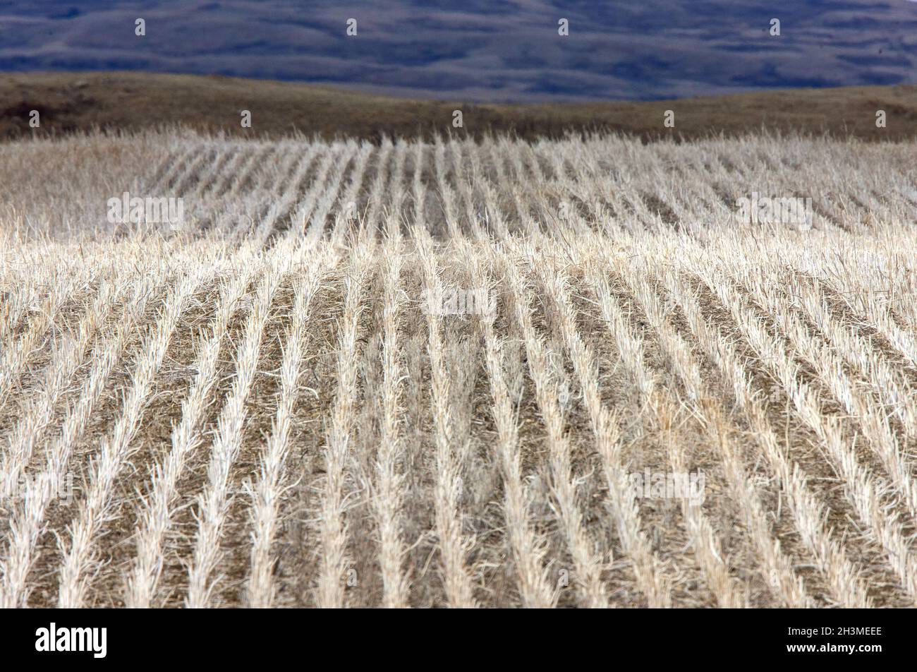 Landscape Saskatchewan Prairie Stock Photo - Alamy