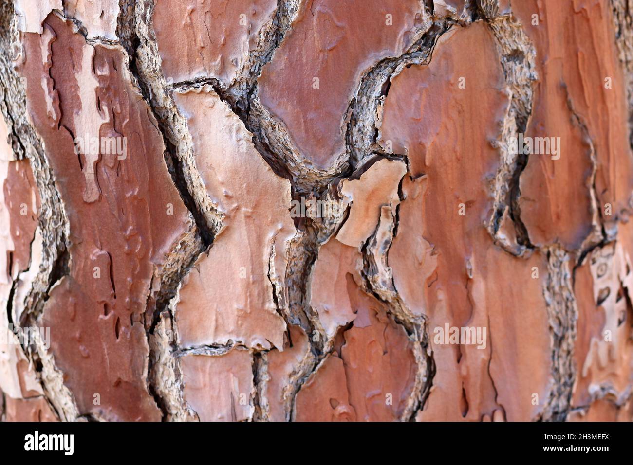 Natural Tree Bark Texture Background Stock Photo - Alamy