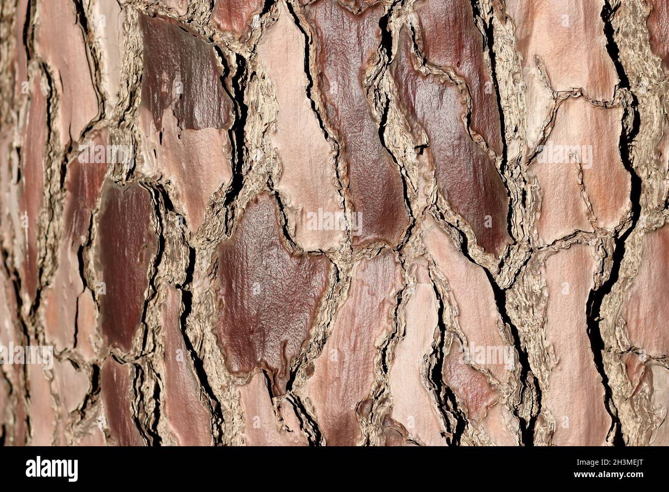 Natural Tree Bark Texture Background Stock Photo - Alamy