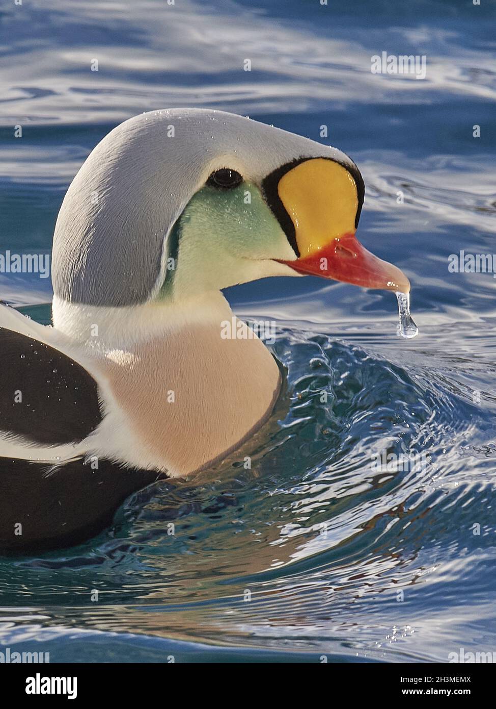 Eider water hi-res stock photography and images - Alamy