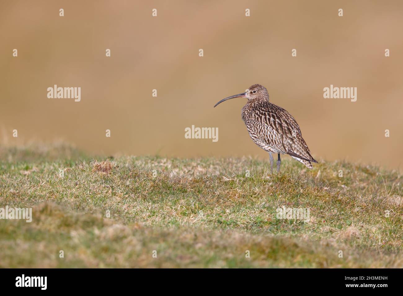 Curlew uk breeding hi-res stock photography and images - Alamy