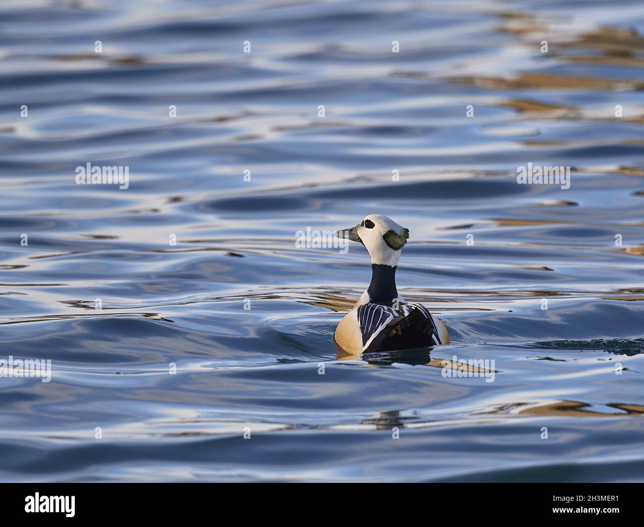 Pinto duck hi-res stock photography and images - Alamy