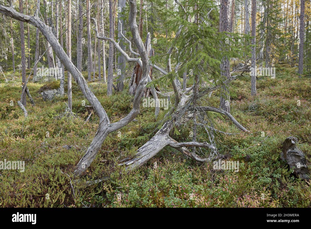 Nationalpark hamra hi-res stock photography and images - Alamy